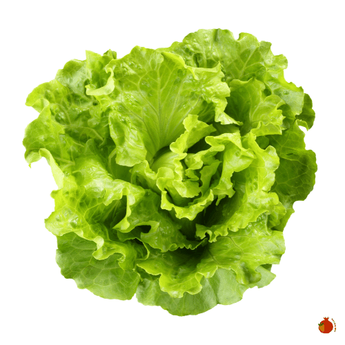 Lechuga - NaturalBite